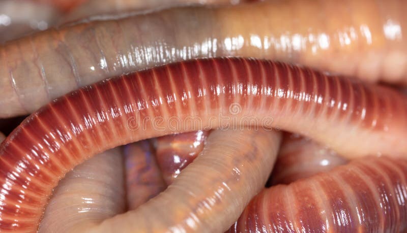 Live Earthworms As a Background Stock Image - Image of food, earthworm ...