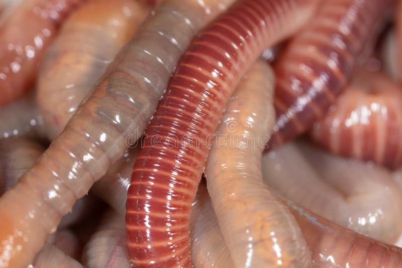 Live Earthworms As a Background Stock Image - Image of rain, nature ...