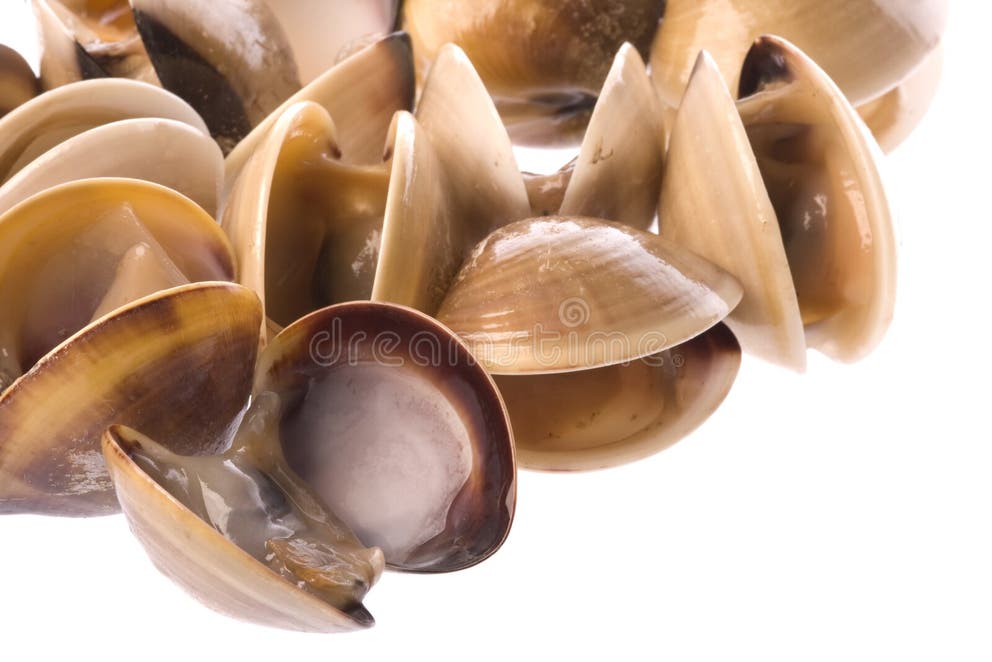 Live Edible Clams Isolated stock photo. Image of culinary - 6363182