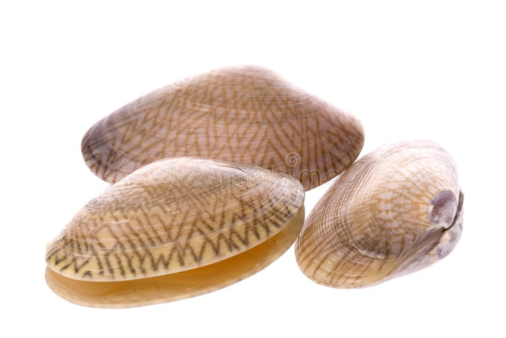 Live Edible Clams Macro stock photo. Image of shell, macro - 5837712