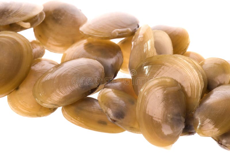 Live Edible Clams Macro stock photo. Image of eaten, cuisine - 6012024