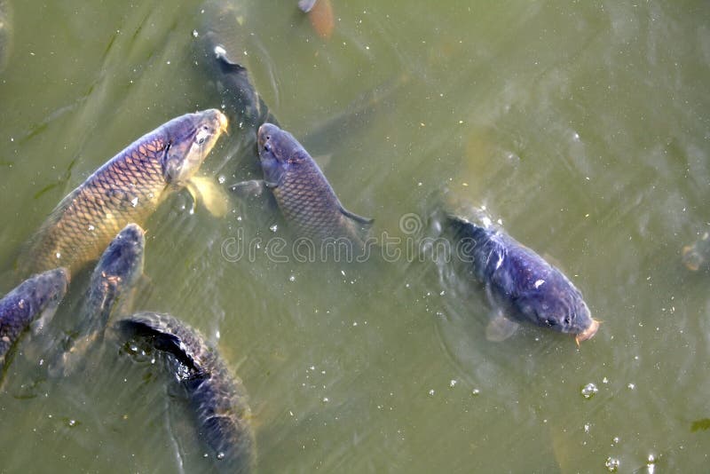 Live fish stock image. Image of dinner, edible, animal - 14936987