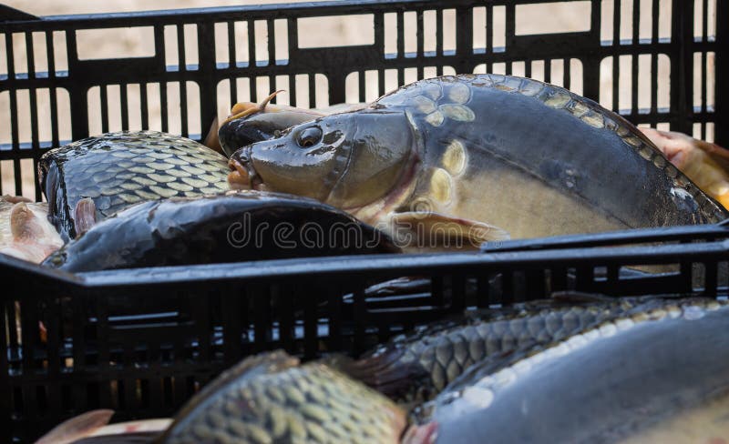 Live Fish in Box on Market in Sochi, Russia Stock Image - Image of ...