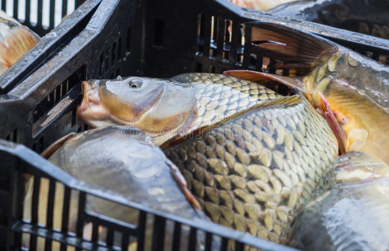 Live Fish in Box on Market in Sochi, Russia Stock Image - Image of fish ...