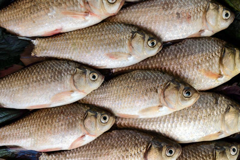 Live Fish (carp). Fresh Catch. the Top View Stock Image - Image of laid ...