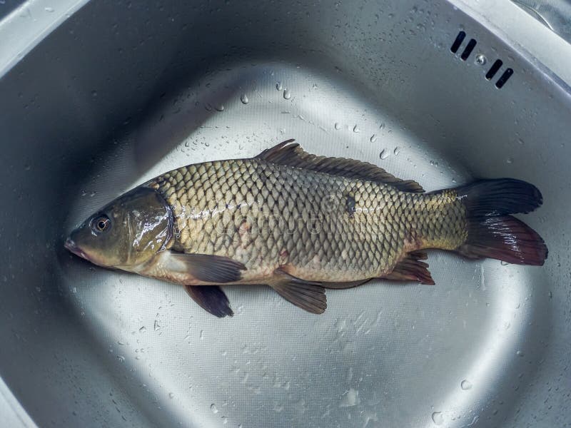 Live fish carp in the sink stock photo. Image of corrugated - 211946588