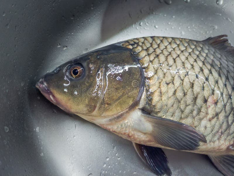 Live fish carp in the sink stock photo. Image of products - 211946662