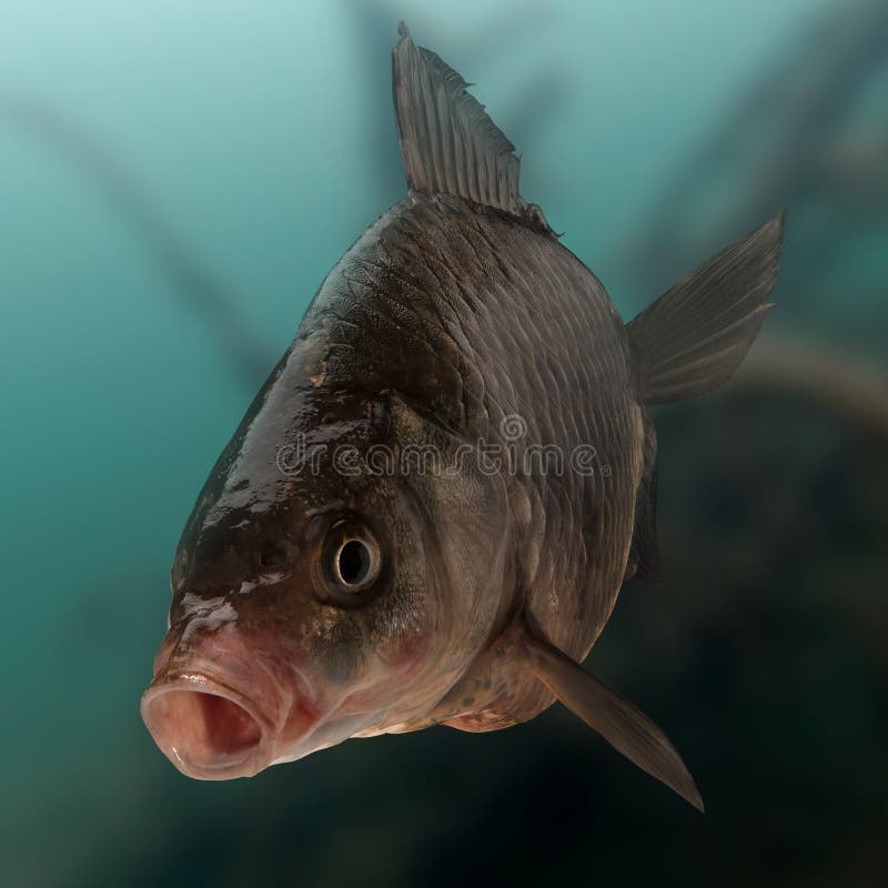 Live fish crucian stock image. Image of close, isolated - 146571633