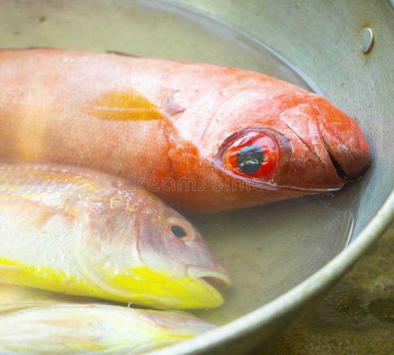 Live fish stock photo. Image of atom, digital, biological - 169643906