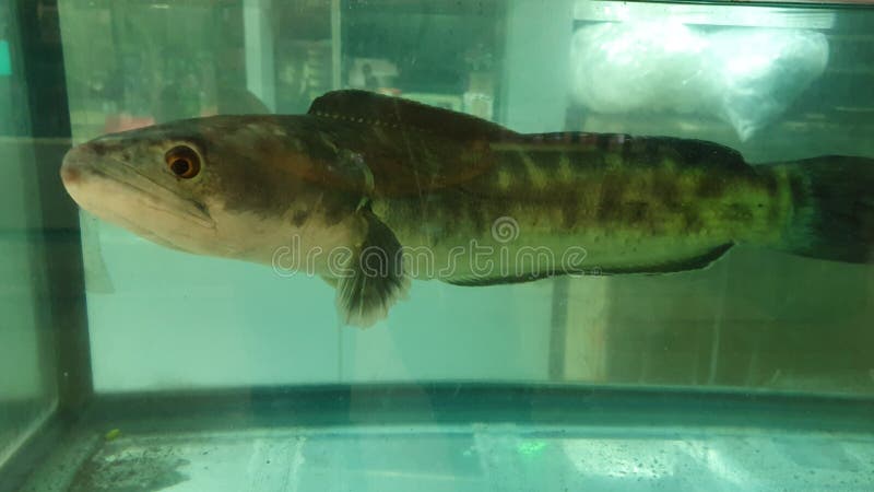 Live Fish Lonely Inside Aquarium Stock Photo - Image of container ...