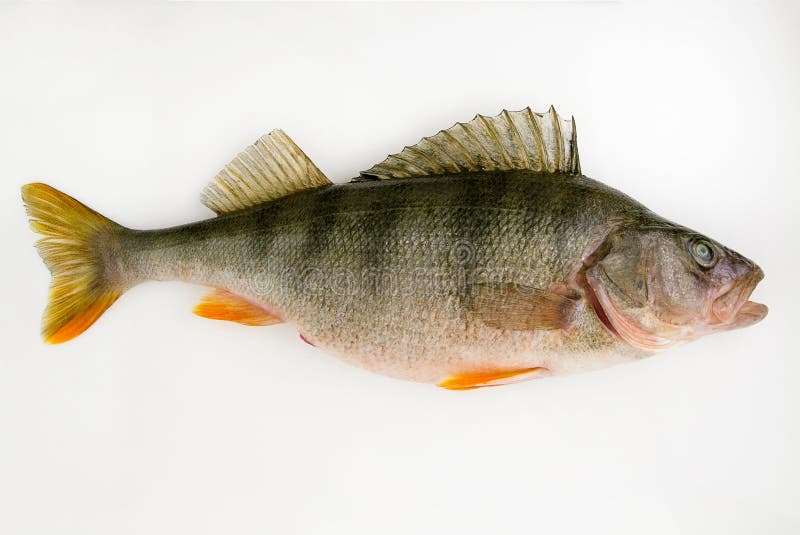 Live fish perch stock image. Image of close, color, biology - 82578045