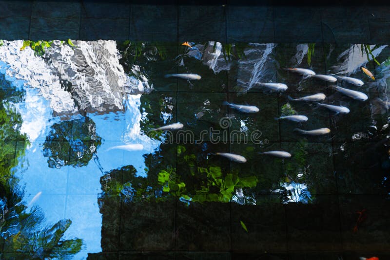 Live Fish Pond in a Condo Yard in Malaysia Stock Photo - Image of asia ...