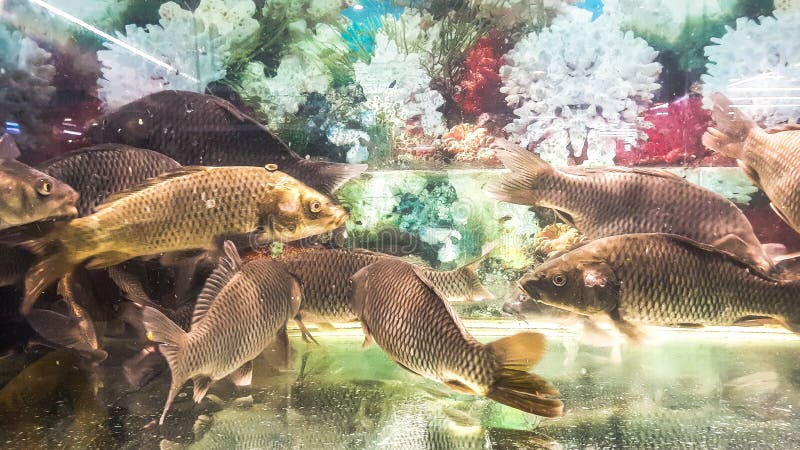 Live Fish Ready for Sale on Local Store Stock Photo - Image of showcase ...