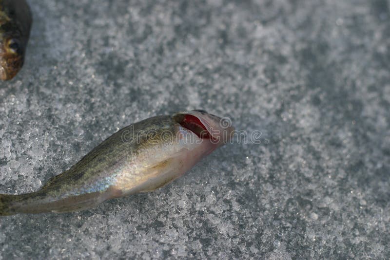 Live fish. red gills stock image. Image of cold, context - 52562365