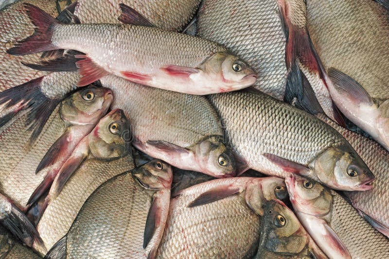 302 Ide Fish Stock Photos - Free & Royalty-Free Stock Photos from ...