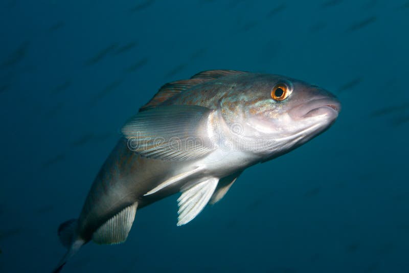 Live fish in sea of japan stock photo. Image of fish - 19495924