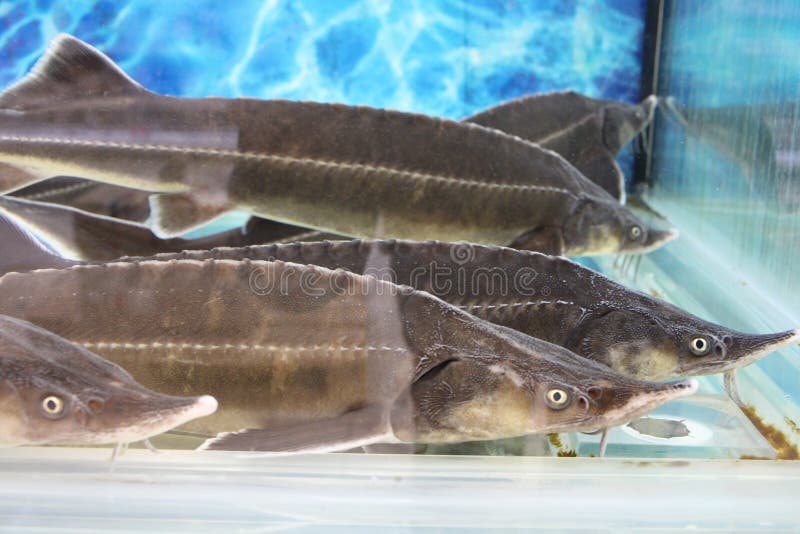 Live Fish Sterlet in the Aquarium Swims in the Water Stock Image ...