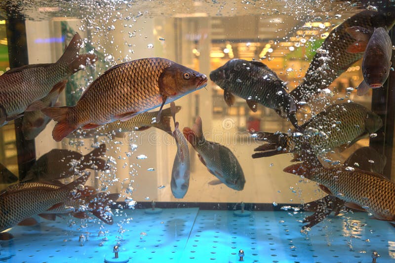 Live Fish in the Supermarket Stock Photo - Image of freshness, sale ...