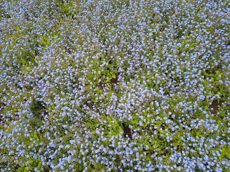 Live flowers stock photo. Image of live, nature, flowers - 147054376