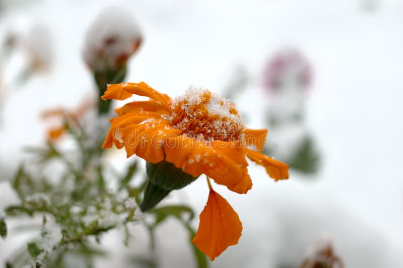 Live Flowers in First Winter Snow. Stock Photo - Image of defocus ...