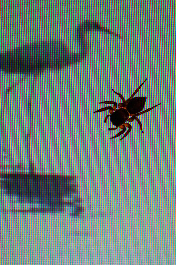 Spider on a Computer Screen of an Egret Stock Image - Image of graphic ...