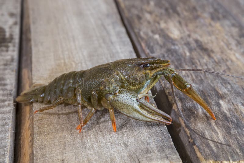 Live green crayfish stock photo. Image of live, close - 43488932