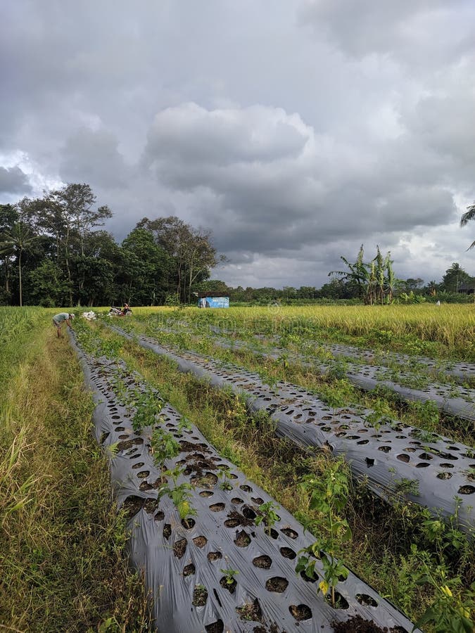 Live and green fields editorial image. Image of fields - 273309365