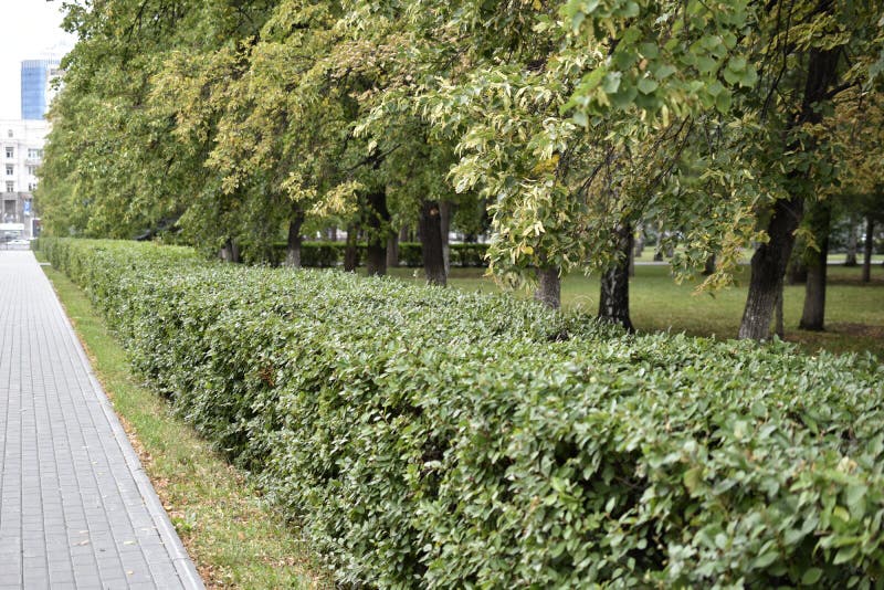 A Live Green Hedge of Shrubs in the Park Stock Image - Image of cypress ...