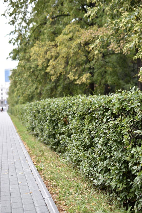 A Live Green Hedge of Shrubs in the Park Stock Image - Image of texture ...