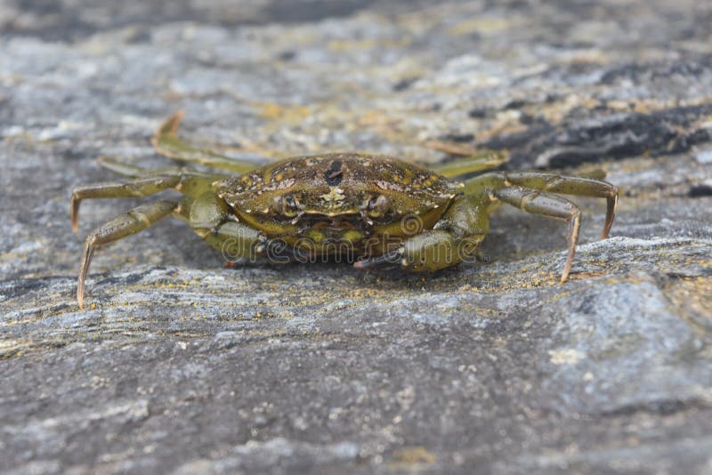 Live Grey Swimming Crab Posed on a Beach Rock Stock Image - Image of ...