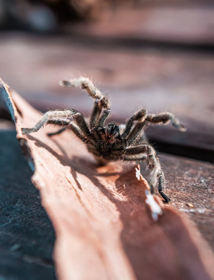 Hairy Tarantula in an Attacking Pose Stock Image - Image of arachnids ...
