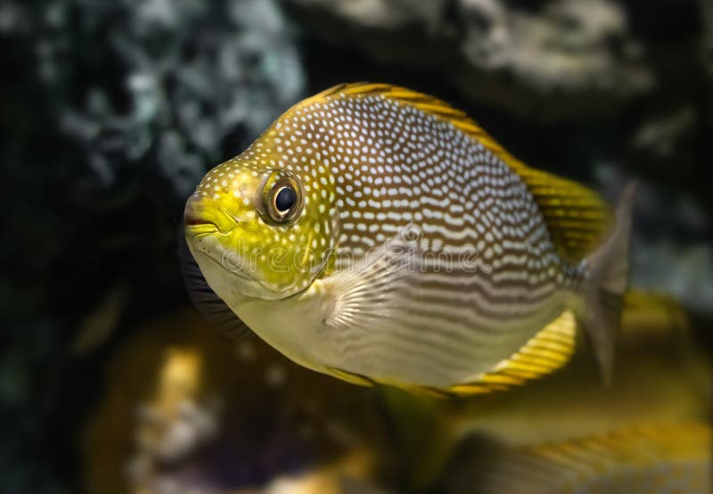 Live Java Rabbitfish Swimming Stock Photo - Image of java, beauty ...