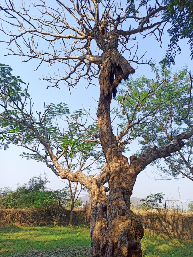 Live Life with Nature .with Happy Life Stock Image - Image of life ...