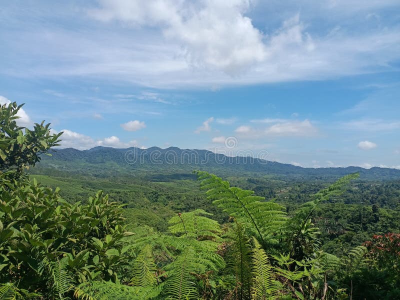 Live Like Nature. Which Grows Very Beautiful Stock Image - Image of ...