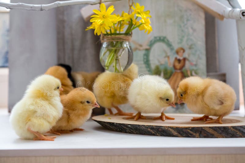Live a Little Fluffy Chickens on a Wooden Table Stock Photo - Image of ...