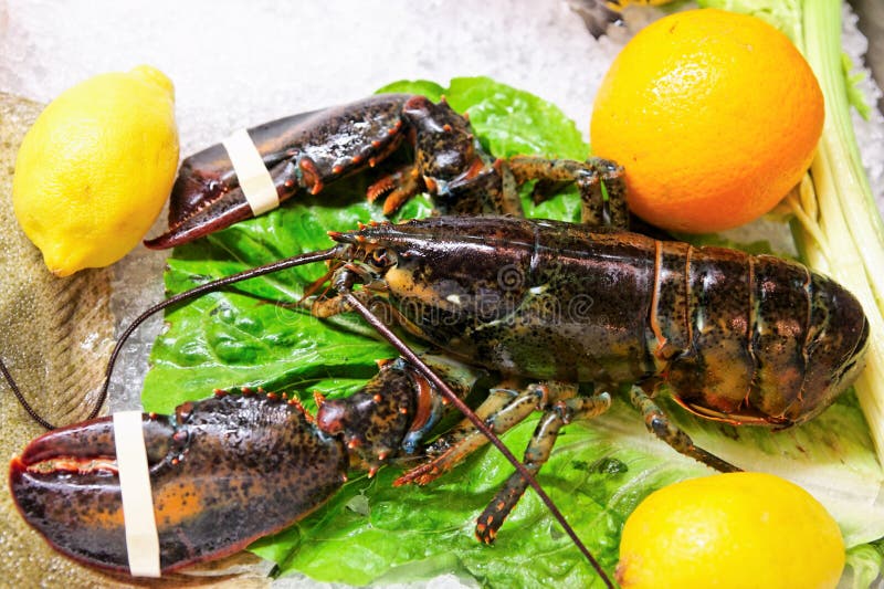 Live Lobster on Market Display Stock Image - Image of giant, expensive ...