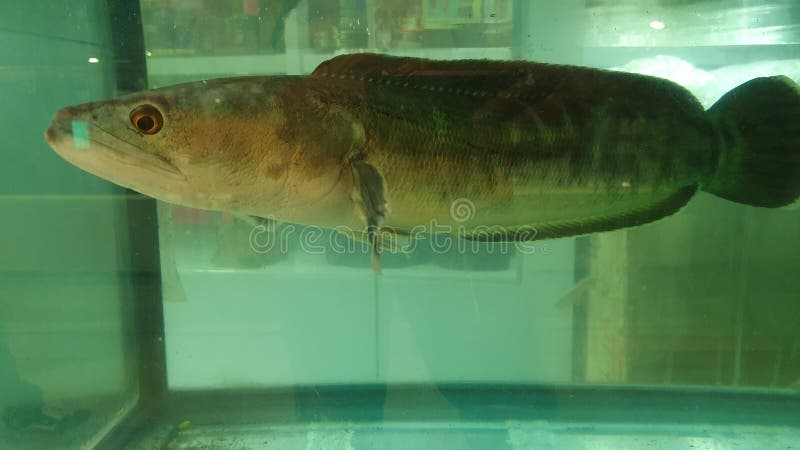 Live Long Fish in Murky Aquarium Stock Photo - Image of freshwater ...