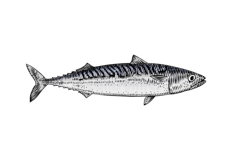 Mackerel Stock Illustrations – 1,786 Mackerel Stock Illustrations ...