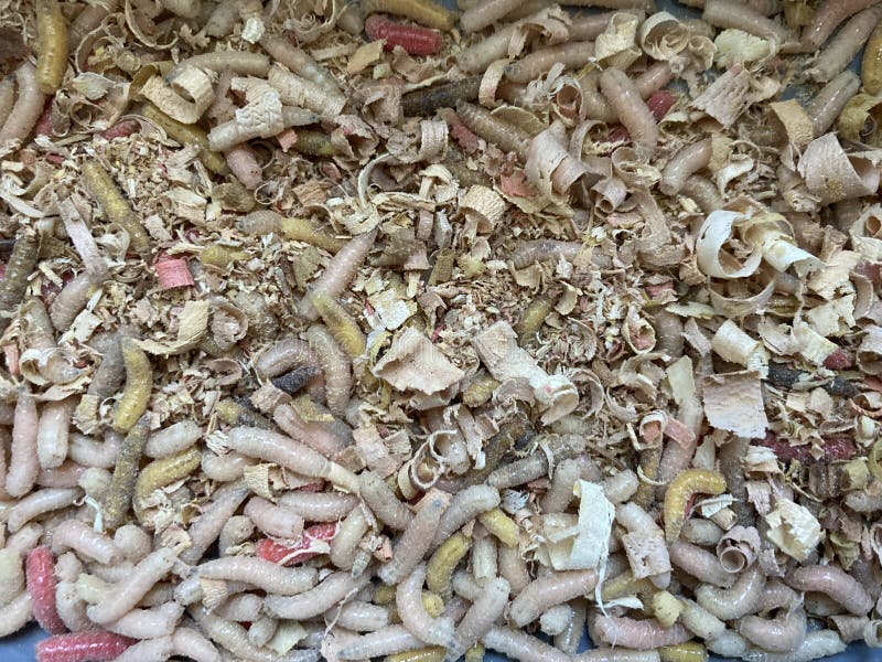 Live Maggots Food for Fishing Stock Photo - Image of larvae, insect ...