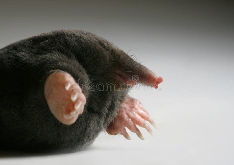 Live mole stock photo. Image of macro, front, wild, mole - 9658096