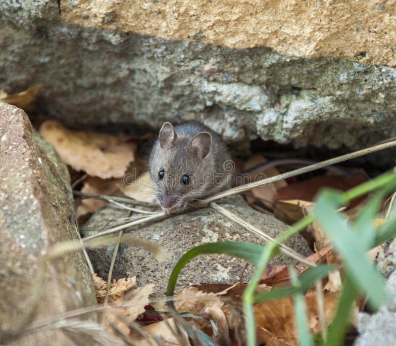 Big Toy Mouse in the Grass. Little Mouse in Colors. Toys Near the House ...