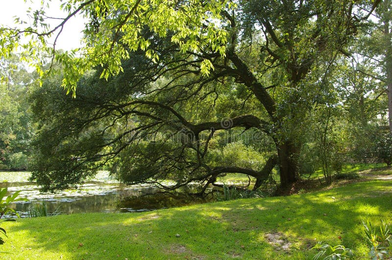 Live Oak Branch stock image. Image of branches, live - 54328297