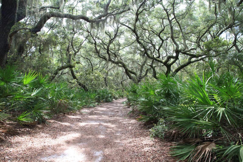 Live Oak Path stock image. Image of people, horizontal - 43594775