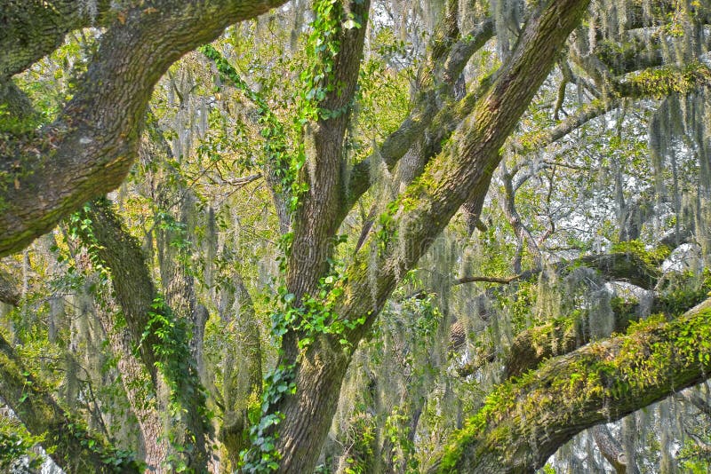 Live oak tree stock image. Image of horizontal, background - 9116417