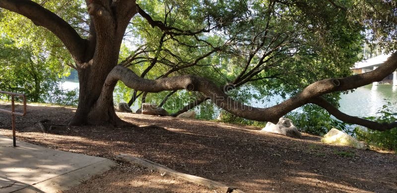 Live oak tree stock image. Image of tree, austin, live - 155535007