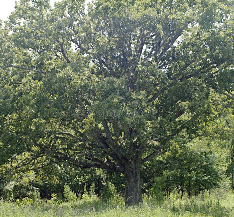 Live Oak Tree in Black Bayou Stock Image - Image of black, historic ...