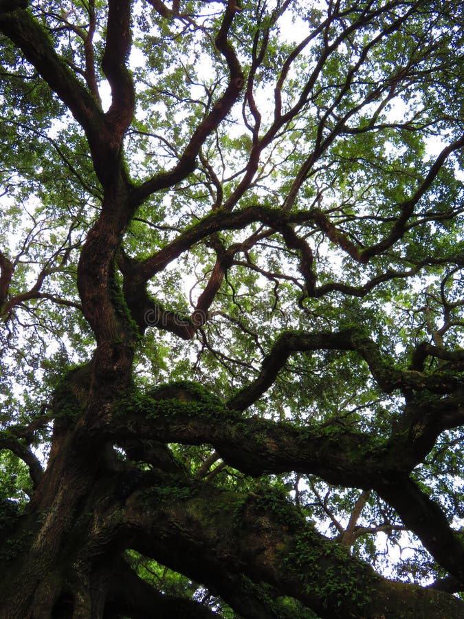 Live Oak Tree Branches and Sky Stock Photo - Image of twisted, brown ...