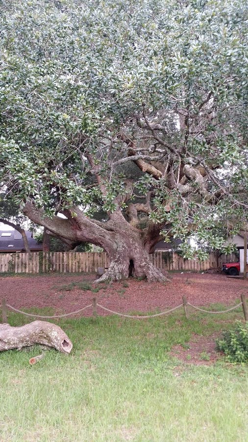 Live Oak Tree Eastern NC foto de stock. Imagem de vivo - 159793502