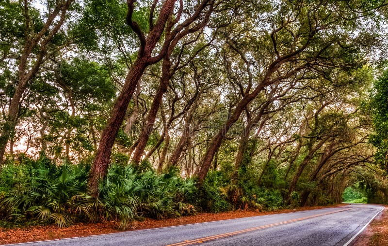 Live Oak Tree KLined Road stock photo. Image of evergreen - 25207196