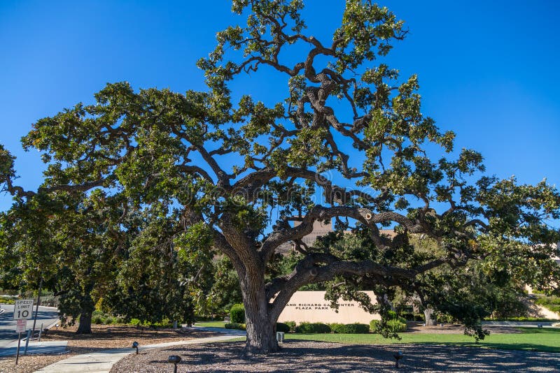 Majestic Oak Tree Stock Images - Download 1,387 Royalty Free Photos